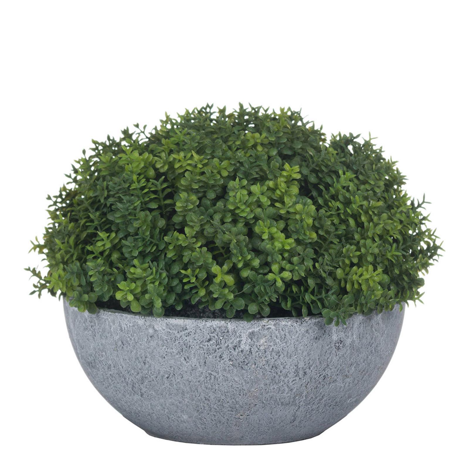 Small Hebe Globe Potted Plant - BrandAlley